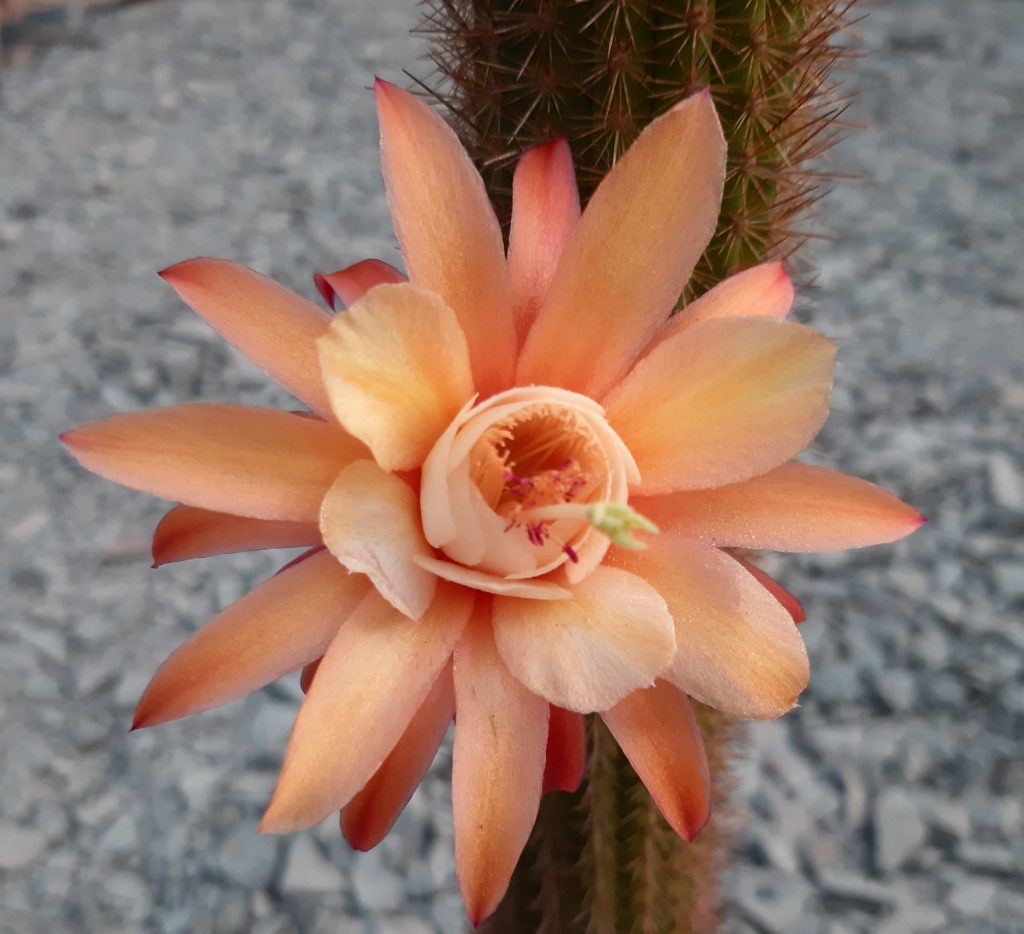 Cactus Seeds Hildewintera Hybrid x Trichocereus arboricola ...