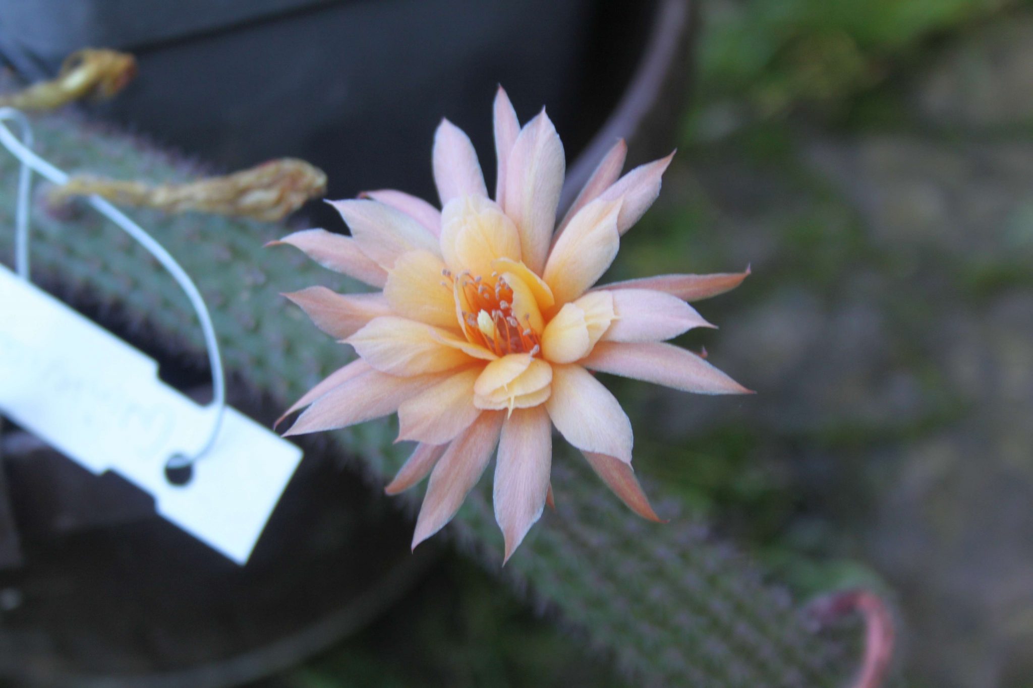 Hildewintera ‘Humkes Röschen’ Cleistocactus – Trichocereus.net – Cactus ...