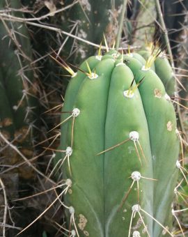 Trichocereus.net - The Ultimate Trichocereus Resource & Seed Shop!