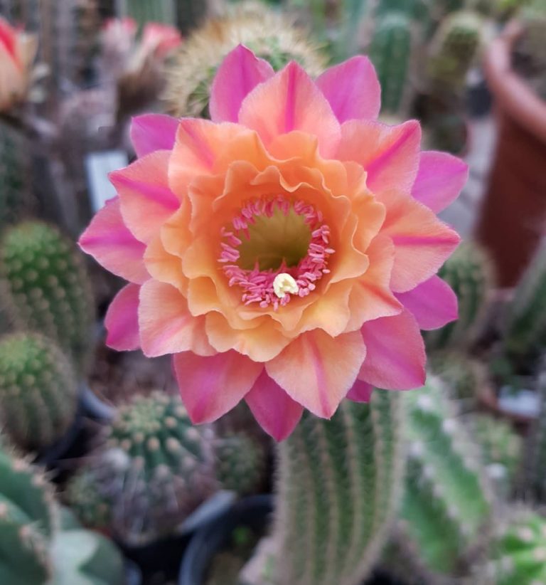 Hildewintera Hybrid MAMACITA – Trichocereus.net – Cactus Seeds & Books!