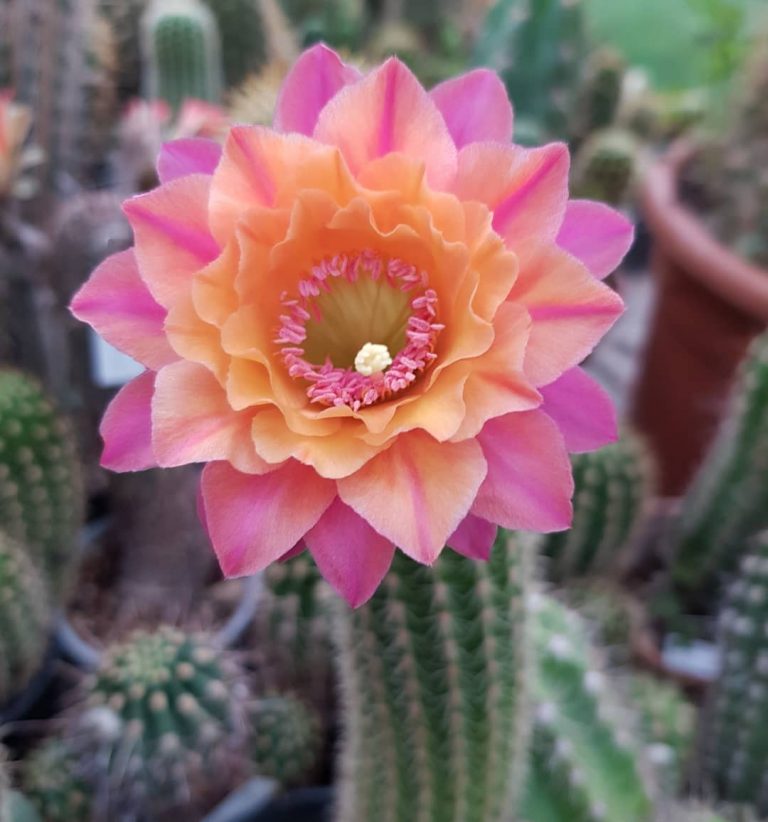 Hildewintera Hybrid MAMACITA – Trichocereus.net – Cactus Seeds & Books!