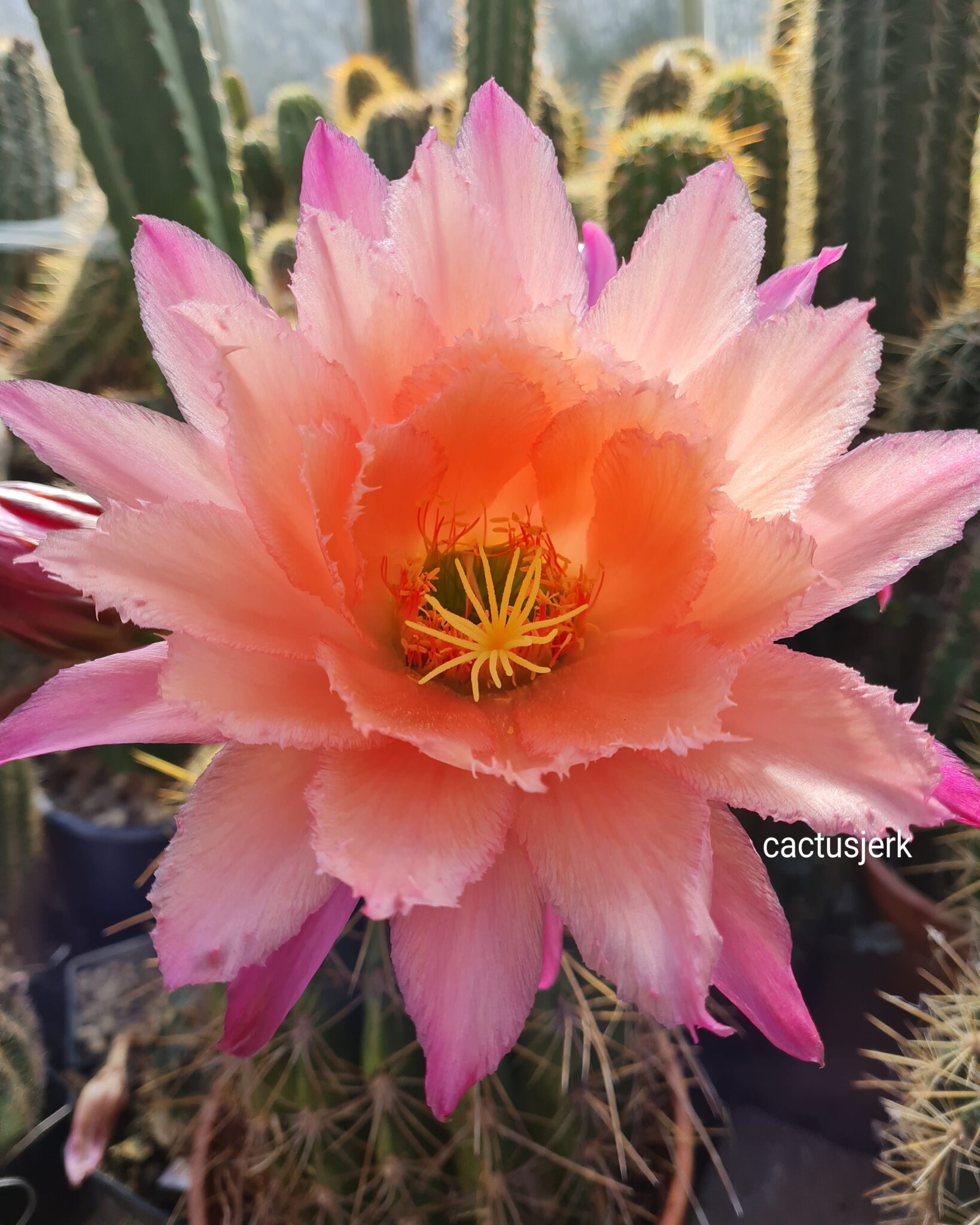 Trichocereus.net - Cactus Seeds & Books! | The Authority Website on the ...