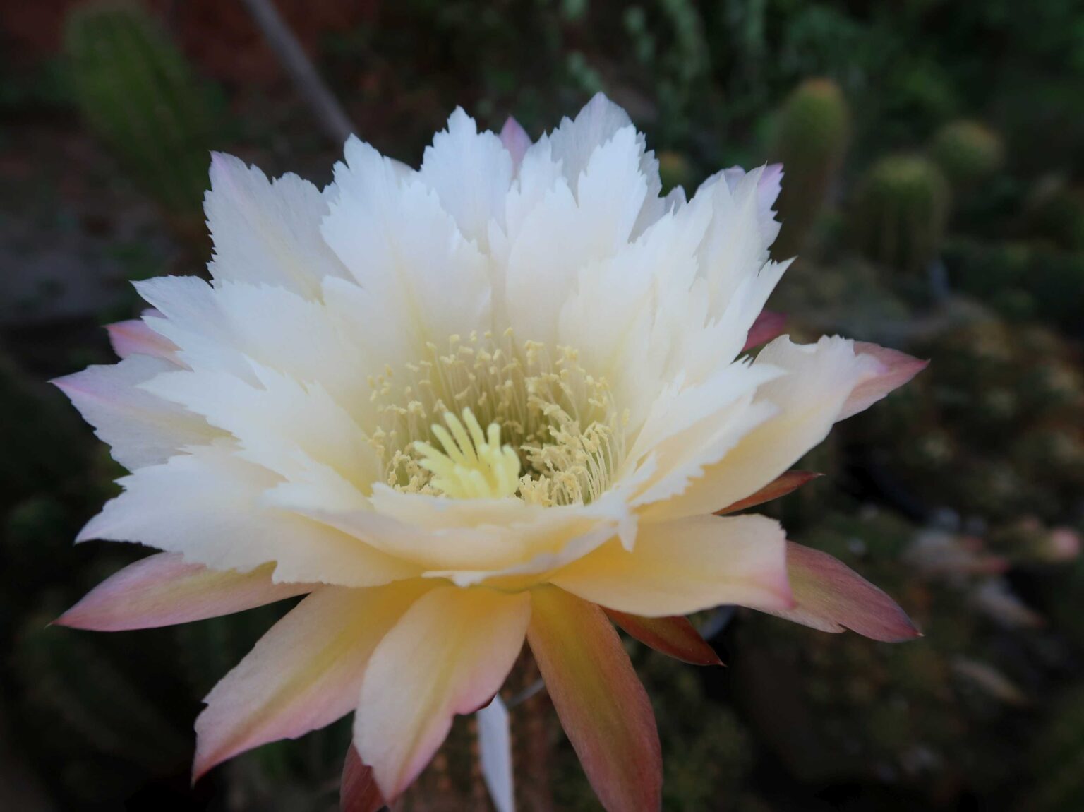 Cactus Seeds (Candicans x Soehrensia bruchii) x TS126 Esmeralda – Trichocereus.net – Cactus ...