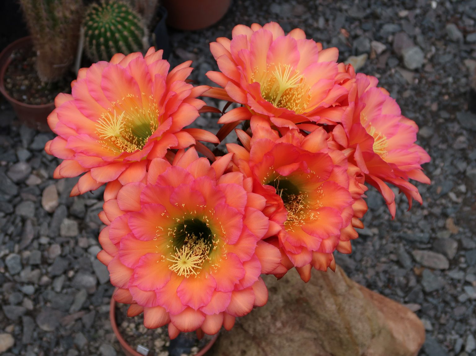 Trichocereus.net - Premium Quality cactus seeds and Books!