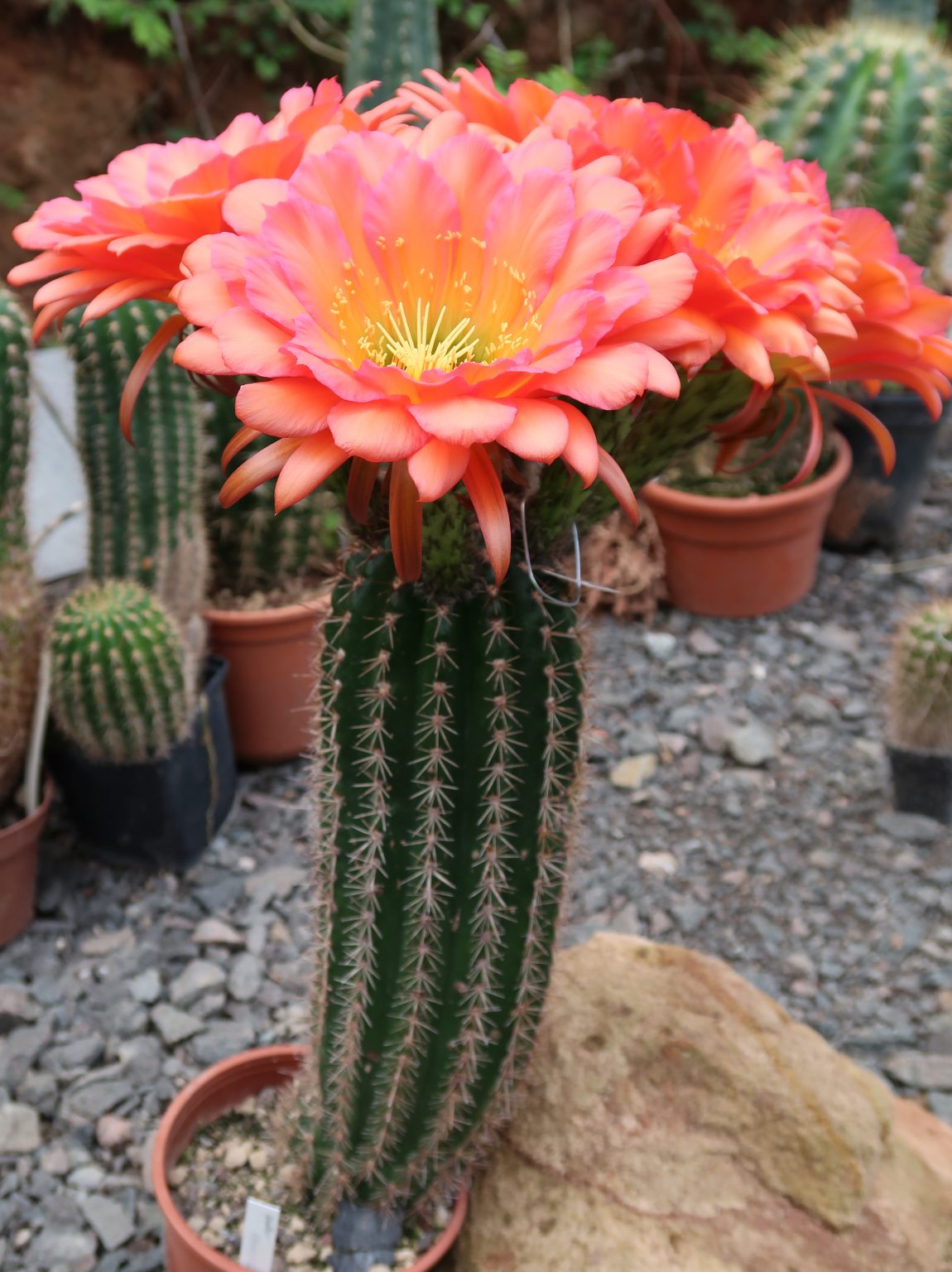 Trichocereus.net - Premium Quality cactus seeds and Books!