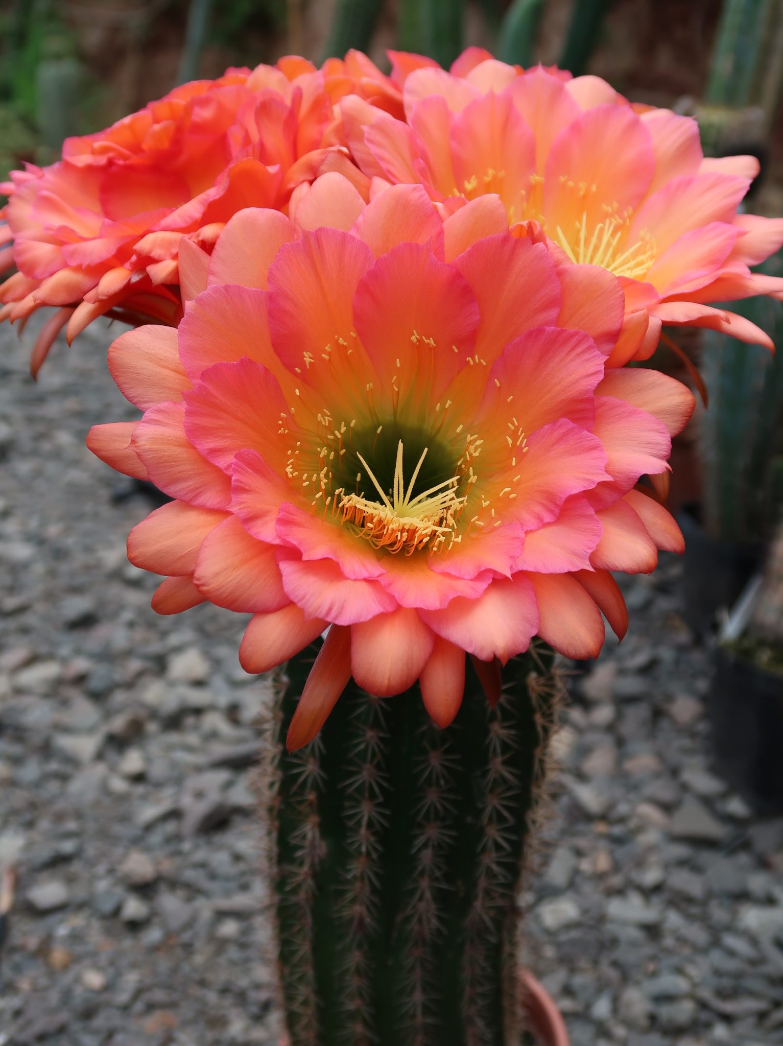 Trichocereus.net - Premium Quality cactus seeds and Books!