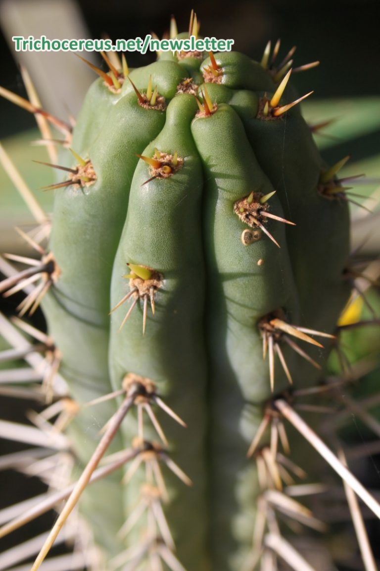 Trichocereus cuzcoensis Echinopsis cuzcoensis