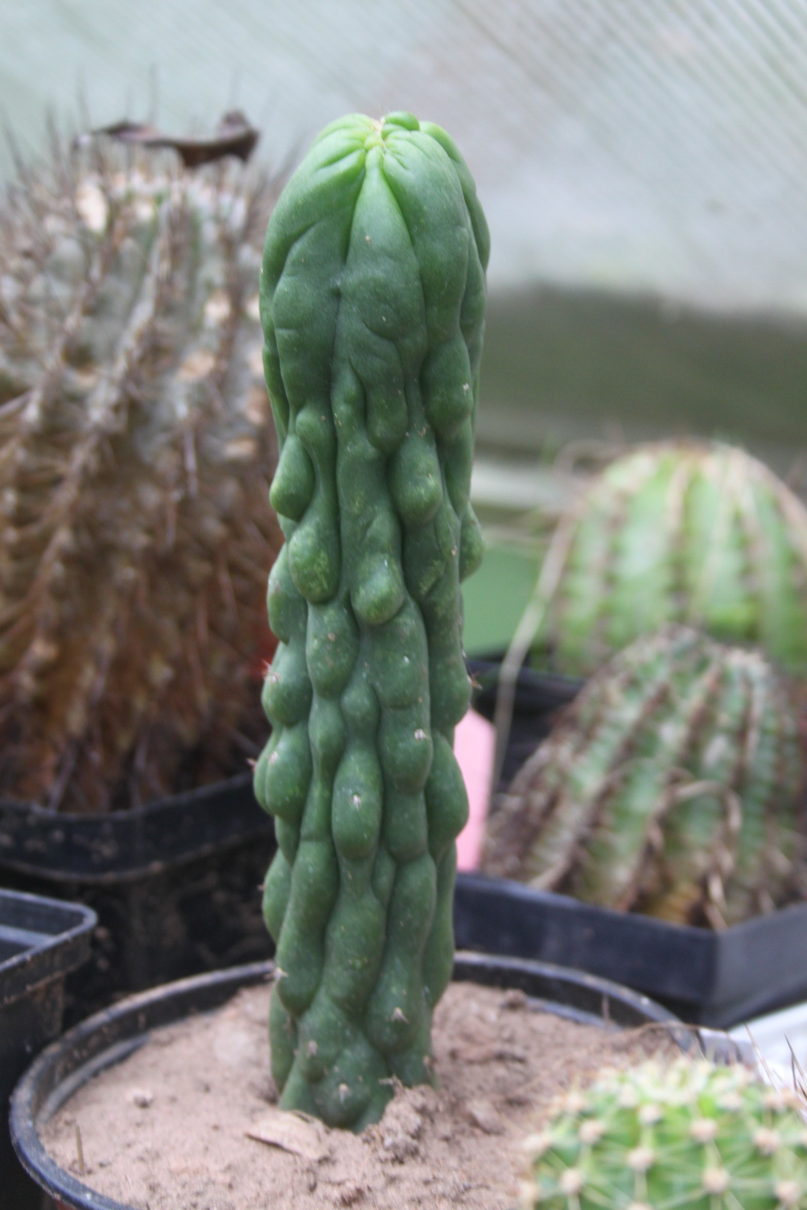 Trichocereus pachanoi monstrosa “Clone A” – Trichocereus.net – Cactus ...