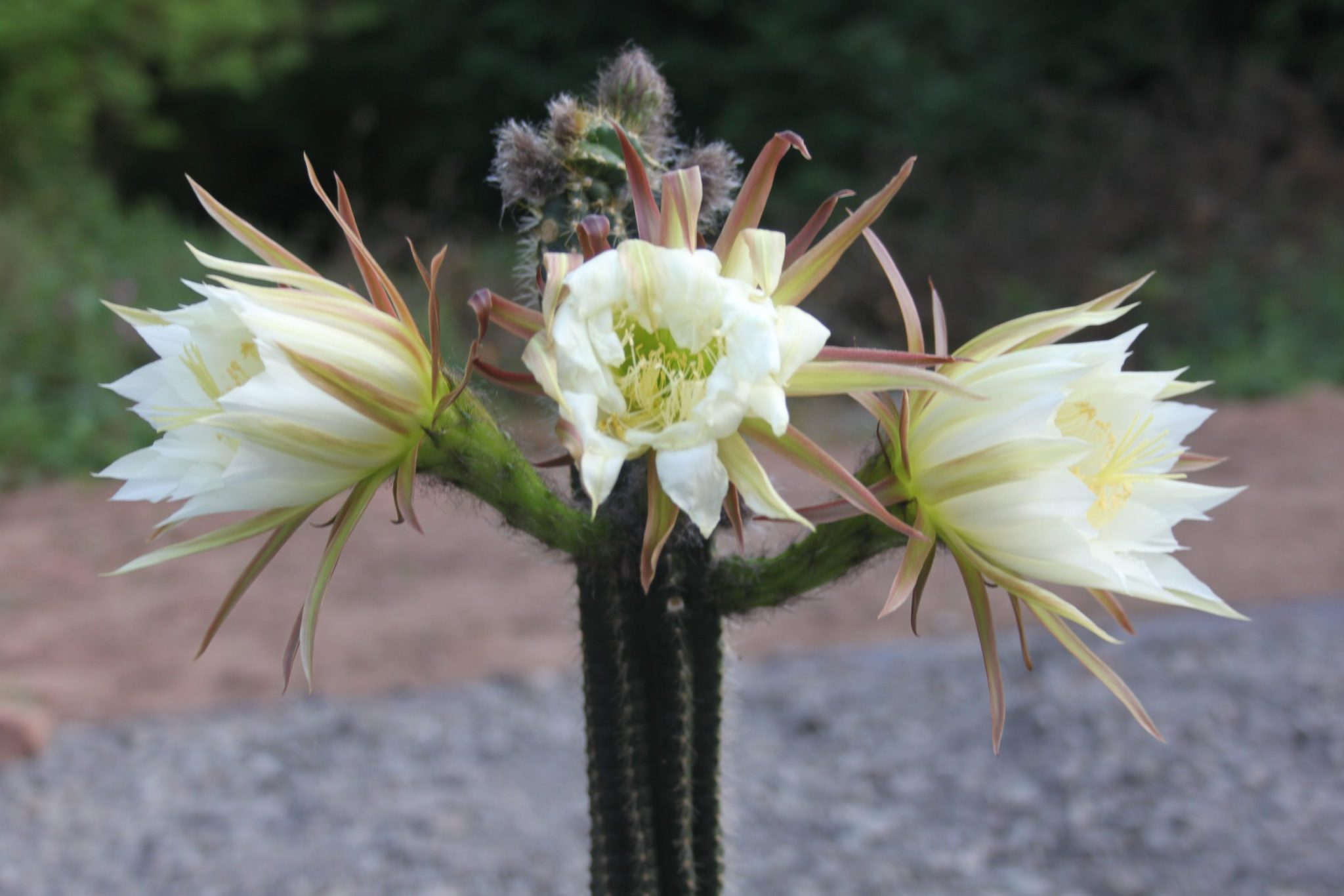 Trichocereus arboricola – Cactus Flower Video – Trichocereus.net ...