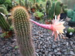 Trichocereus.net | Hildewintera EOS aka AURORA