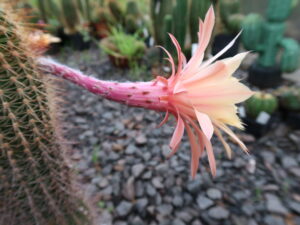 Hildewintera EOS aka AURORA – Trichocereus.net – Cactus Seeds & Books!