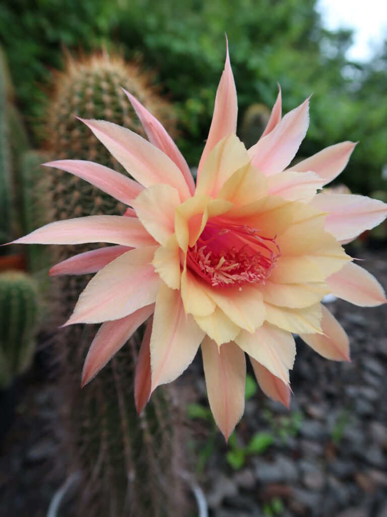 Hildewintera EOS aka AURORA – Trichocereus.net – Cactus Seeds & Books!