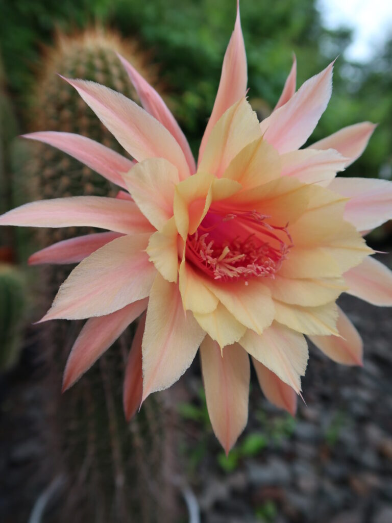 Hildewintera EOS aka AURORA – Trichocereus.net – Cactus Seeds & Books!