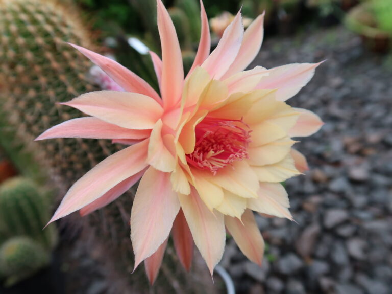 Hildewintera EOS aka AURORA – Trichocereus.net – Cactus Seeds & Books!