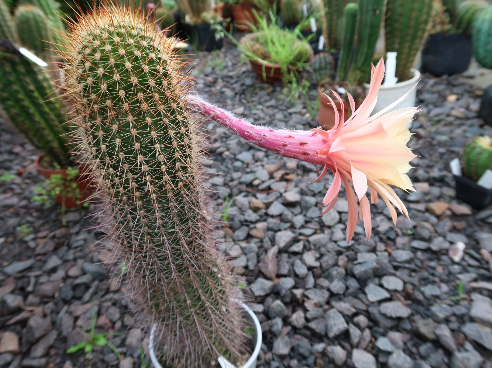 Hildewintera EOS aka AURORA – Trichocereus.net – Cactus Seeds & Books!