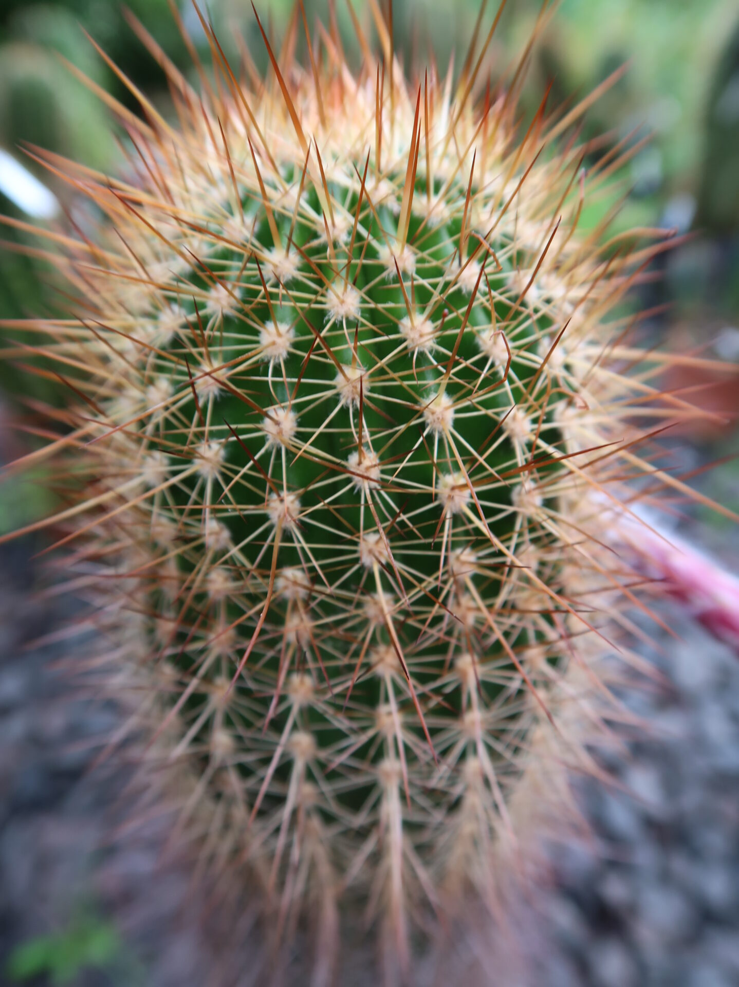Hildewintera EOS aka AURORA – Trichocereus.net – Cactus Seeds & Books!