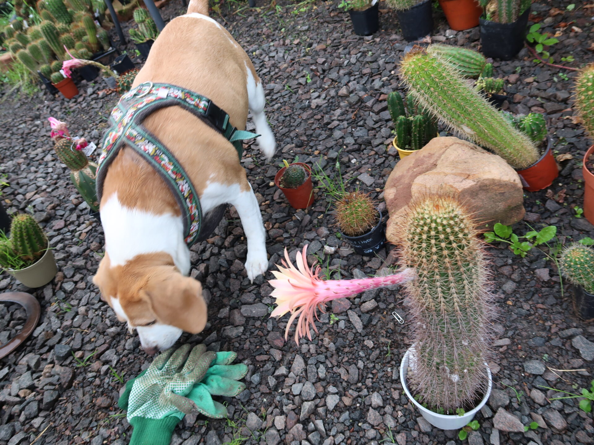 Hildewintera EOS aka AURORA – Trichocereus.net – Cactus Seeds & Books!