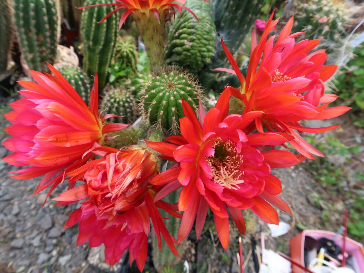 (Vatteri Rotorange x Flying Saucer) x Claw – Trichocereus.net – Cactus ...