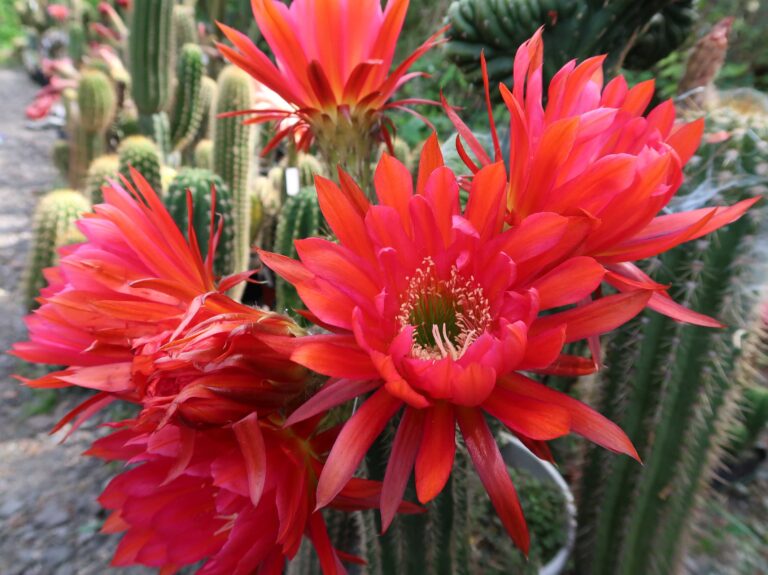 Cactus Seeds 2023 Season Pack (30 different crosses) – Trichocereus.net ...