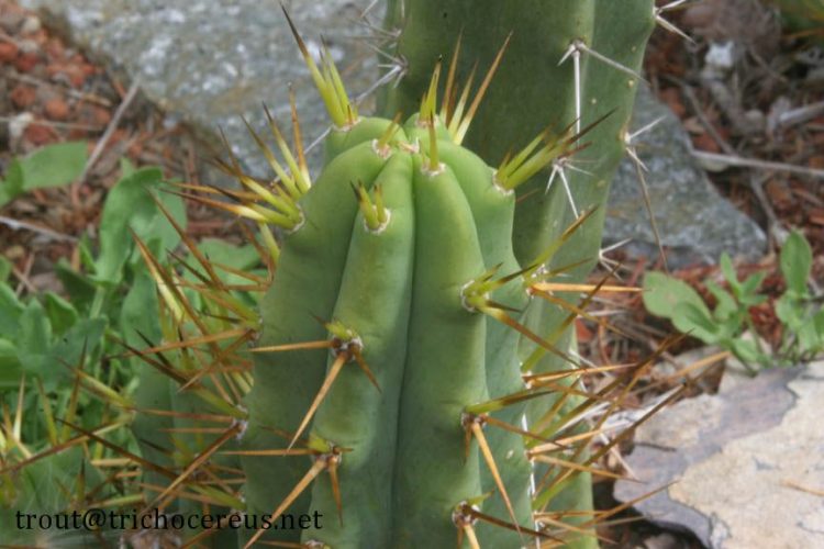 Trichocereus bridgesii (Echinopsis lageniformis) Mega Page