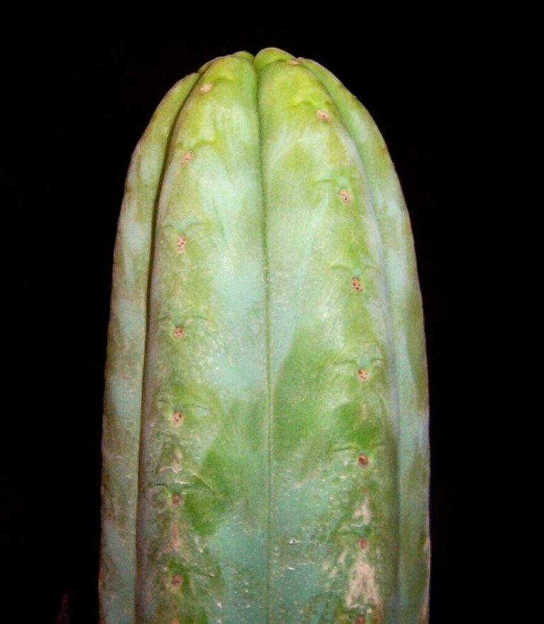 Trichocereus pachanoi (Britton and Rose 1920) Echinopsis pachanoi