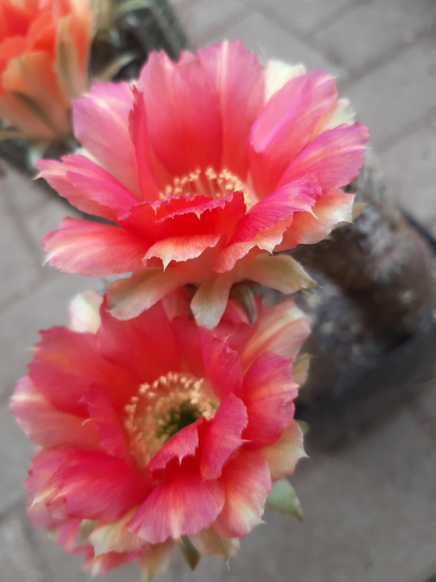 Lobivia densispina Hybrid / Echinopsis densispina – Trichocereus.net ...