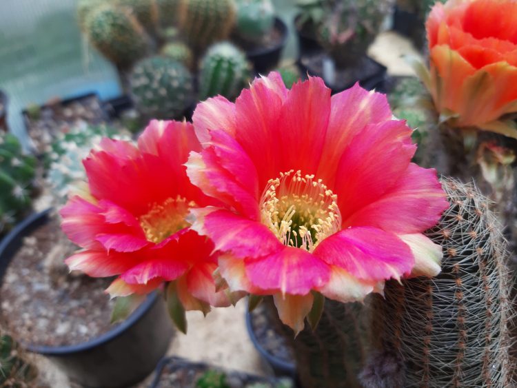Lobivia densispina Hybrids - Trichocereus.net
