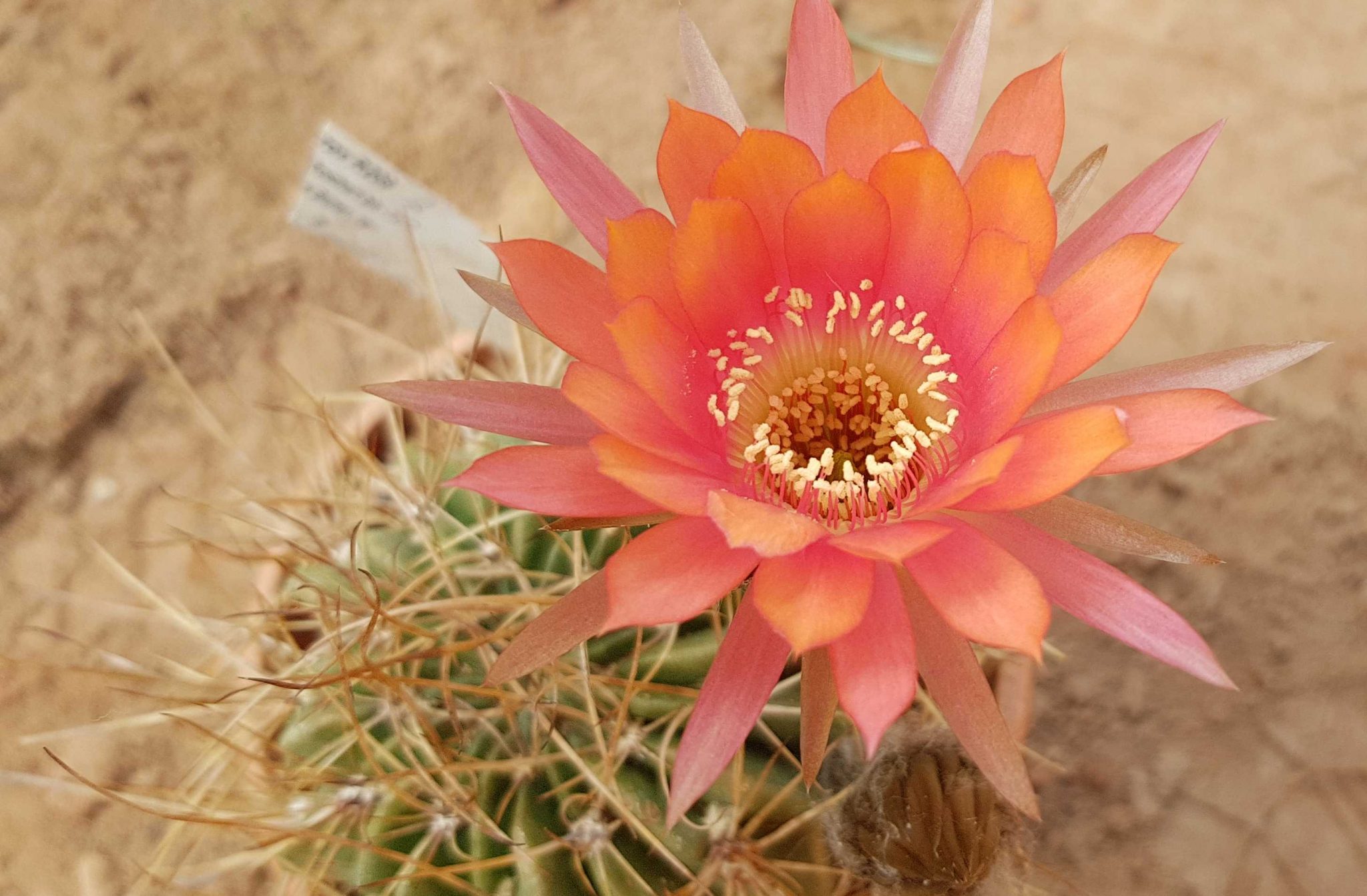 Seeds Lobivia ferox R209 x Lobivia taratensis TOP Flowers ...