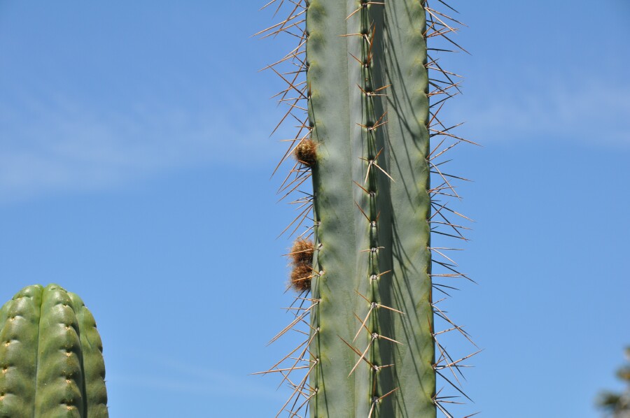 Trichocereus Blog: Lumberjack (Trichocereus bridgesii)