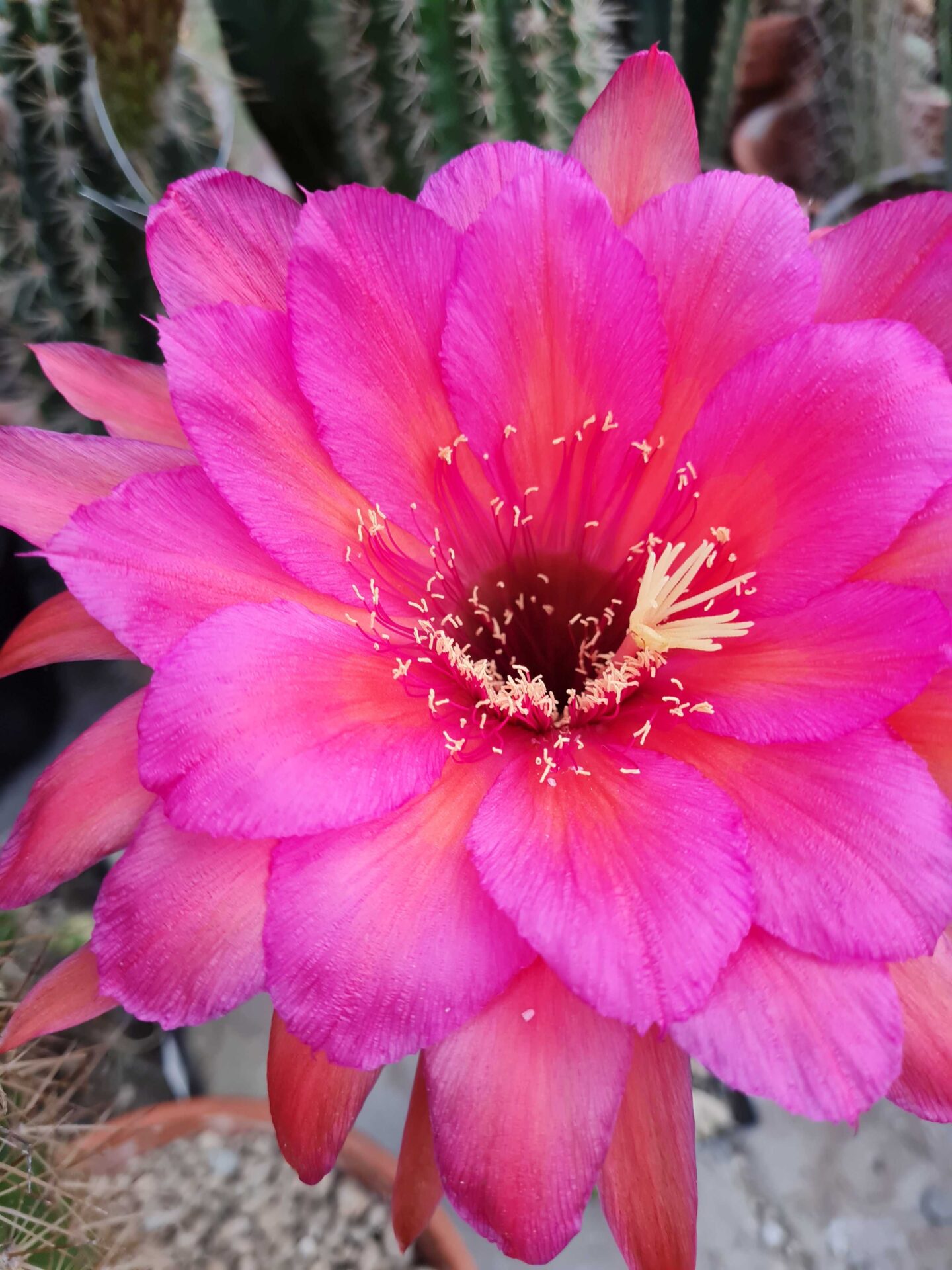 Cactus Seeds GRÄSERS FREUDE x Cantora OP – Trichocereus.net – Cactus ...