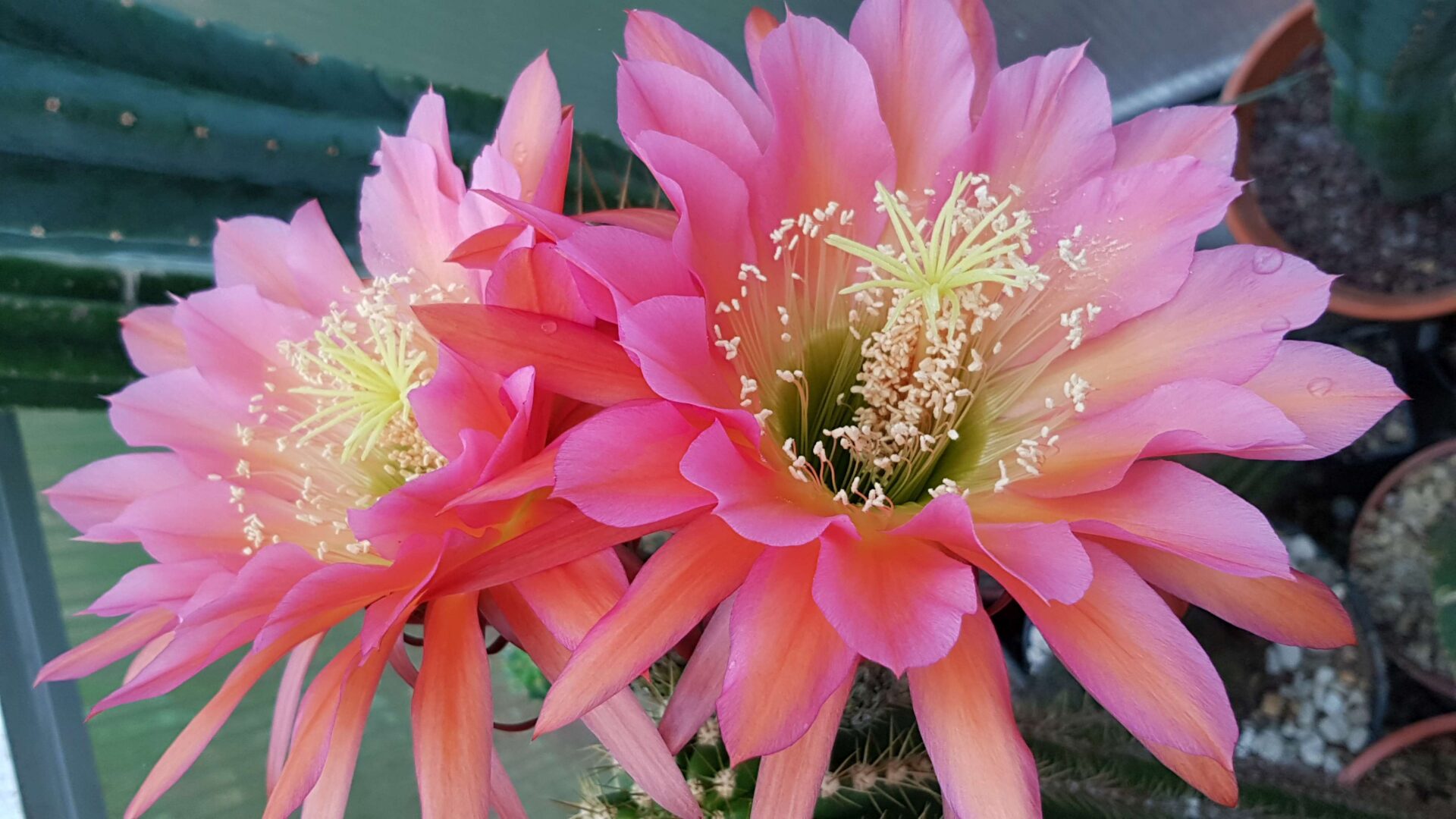 ORANGE CALIFORNIA – Trichocereus.net – Cactus Seeds & Books!