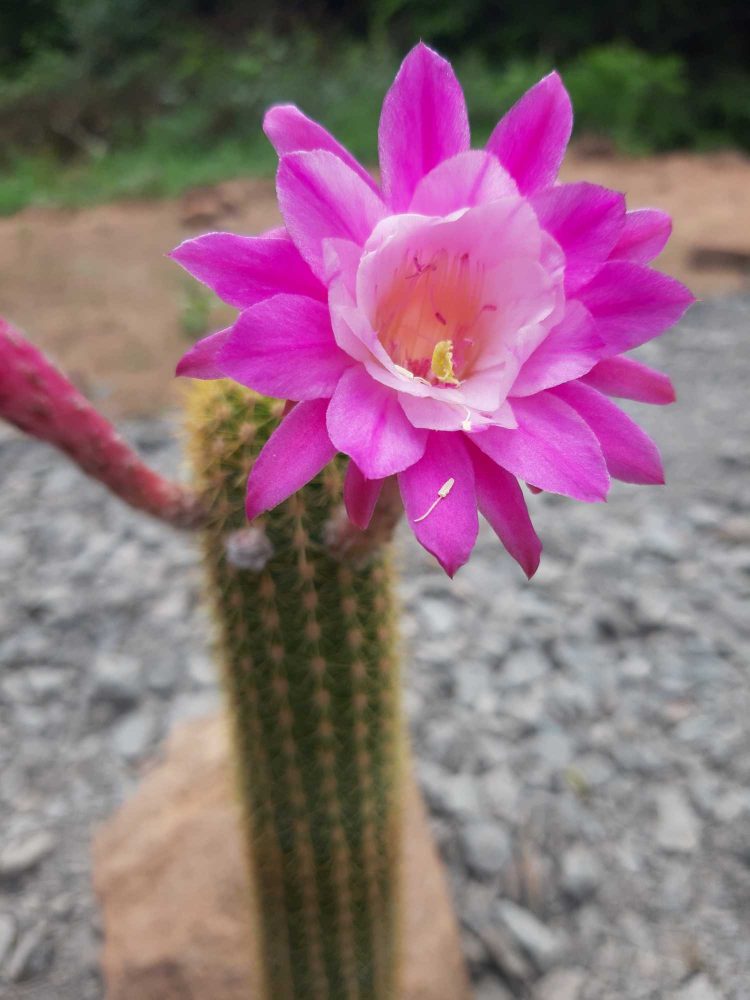 Akersia / Hildewintera Hybrid Otto Schultz – Trichocereus.net – Cactus ...