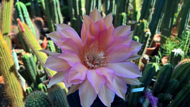Lobivia/Echinopsis multihybrid ML AP 2011 ML3 x (JT 09-14 ...