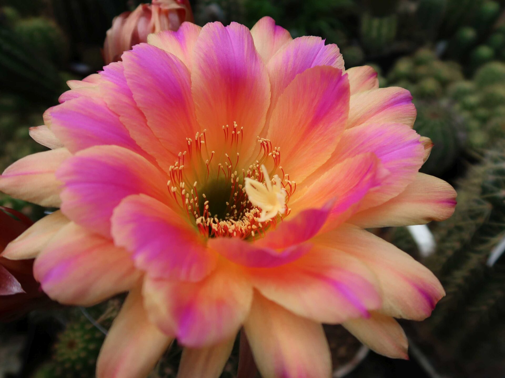Cactus Seeds ANDENKEN AN DR. STAUCH x Pink Stripes – Trichocereus.net ...