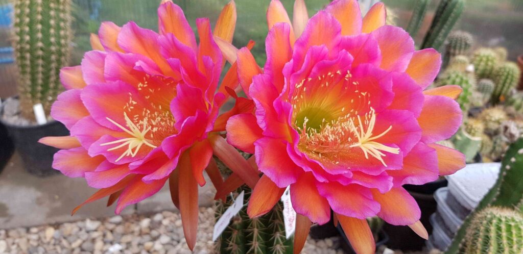 2023 Season Pack (125 different cactus crosses) – Trichocereus.net ...