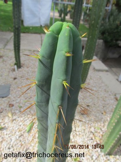 Trichocereus hybrids (Echinopsis) – Trichocereus.net – Cactus Seeds & Books!