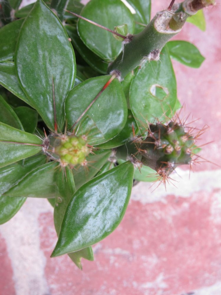 SS02 (Trichocereus bridgesii) SACRED SUCCULENTS – Trichocereus.net – Cactus Seeds & Books!