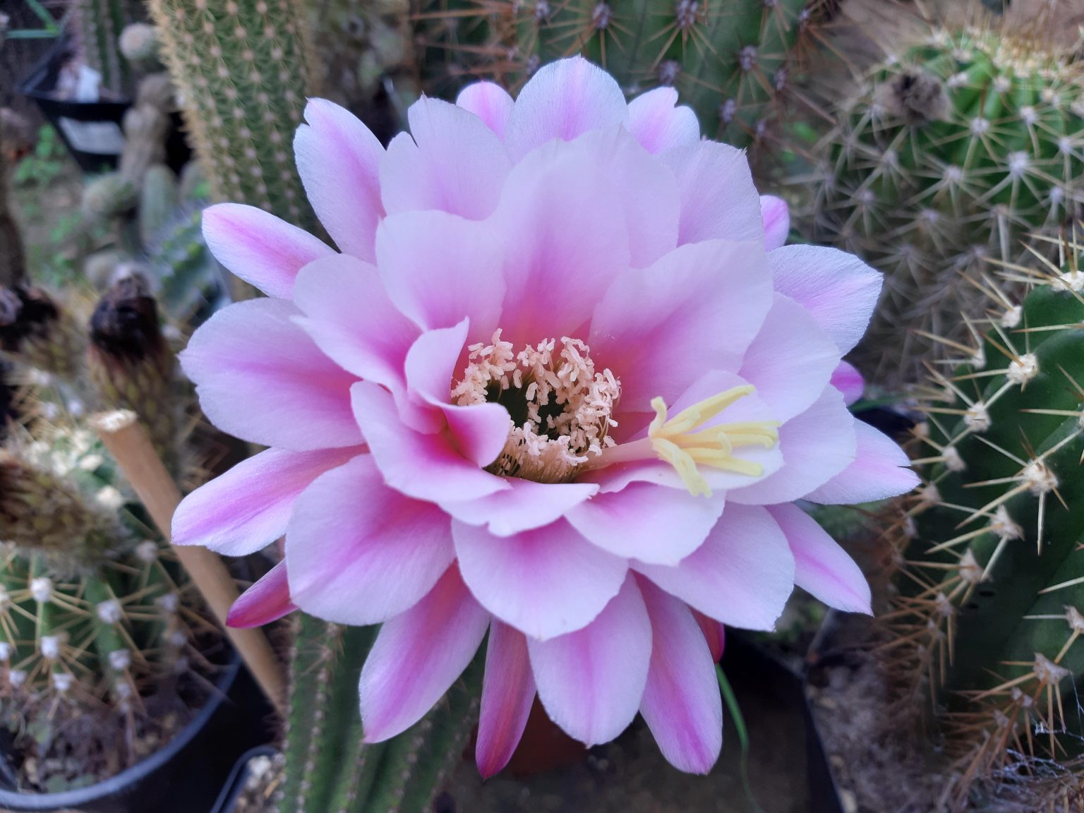 Trichocereus Hybrid x Hildewintera EOS / AURORA Cactus Jerk S1E414 ...