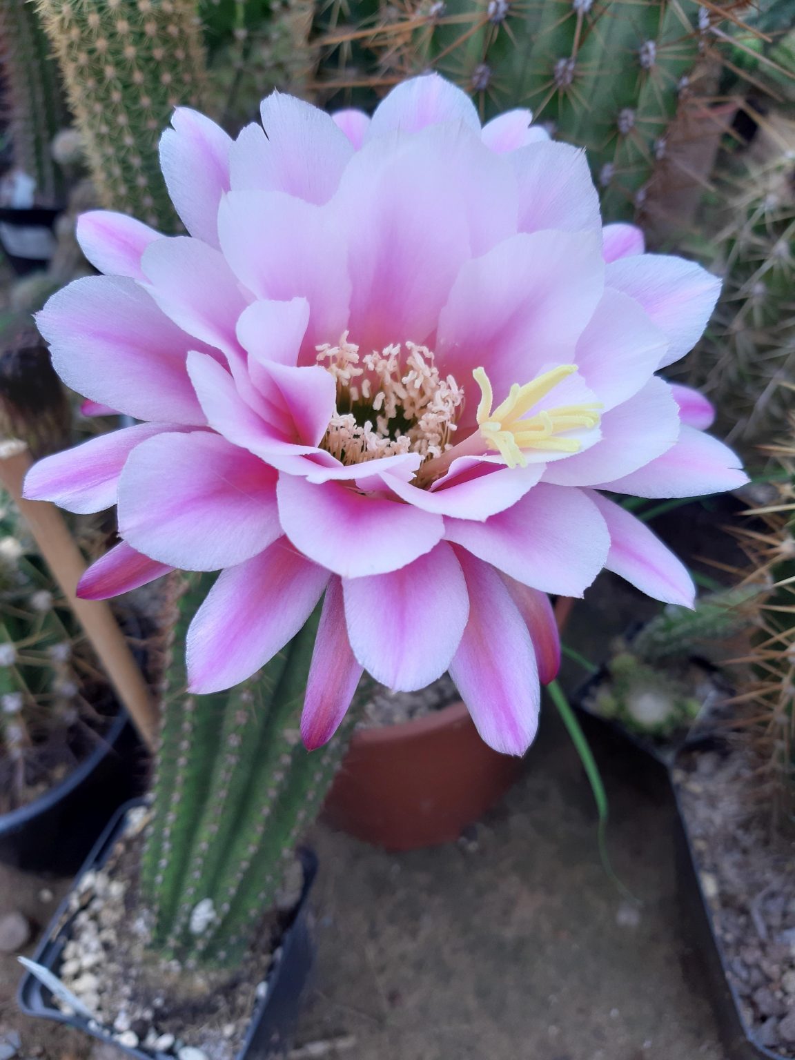 Trichocereus Hybrid x Hildewintera EOS / AURORA Cactus Jerk S1E414 ...