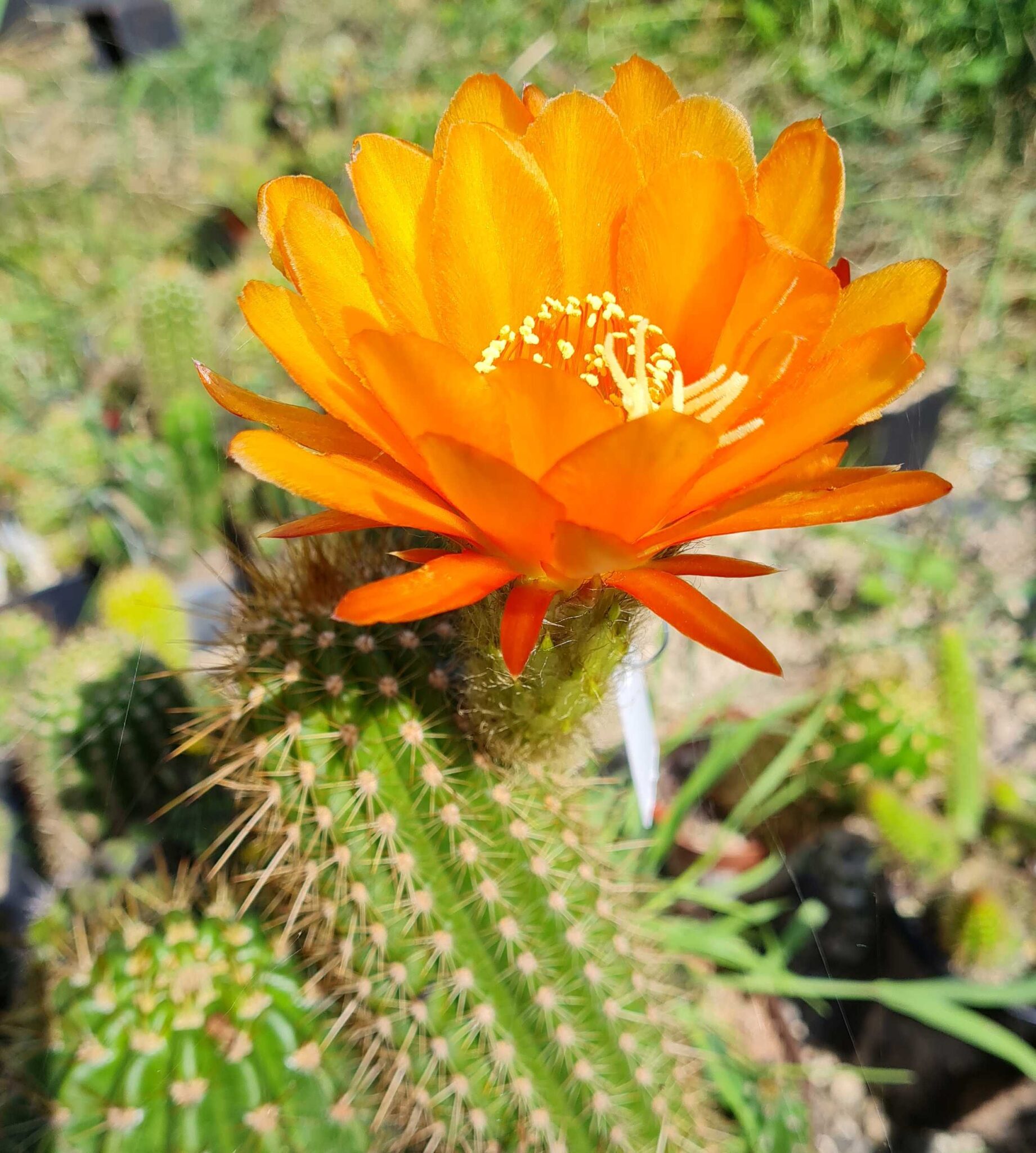 Cactus Seeds (Candicans x Soehrensia bruchii) x TS126 Esmeralda – Trichocereus.net – Cactus ...
