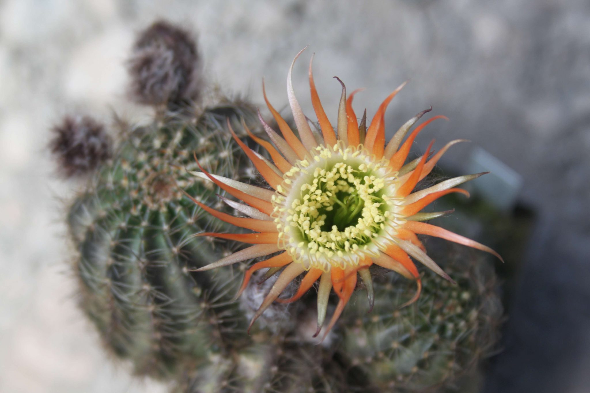 Lobivia densispina ‘STERN VON HEMSBACH’ – Trichocereus.net – Cactus ...