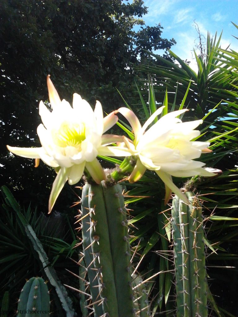 Trichocereus peruvianus Echinopsis peruviana