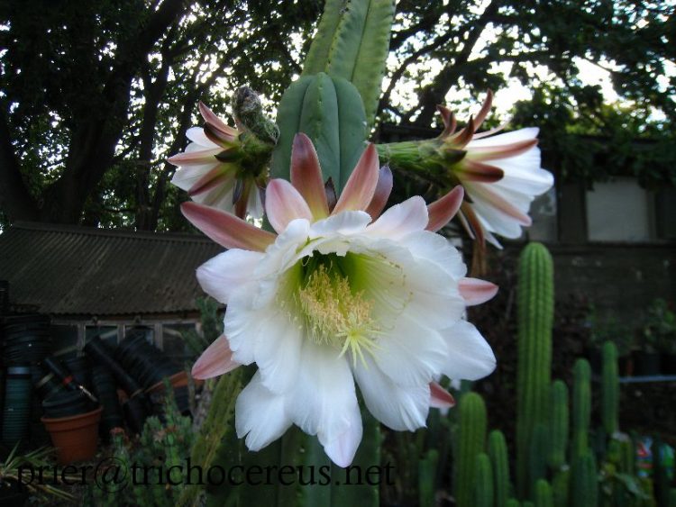 Trichocereus scopulicola / Echinopsis scopulicola Mega Page ...