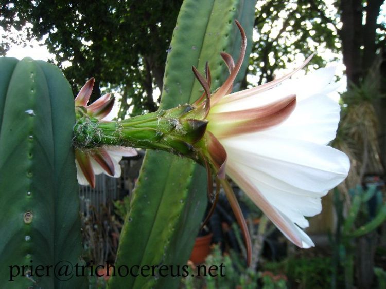 Trichocereus scopulicola / Echinopsis scopulicola Mega Page ...