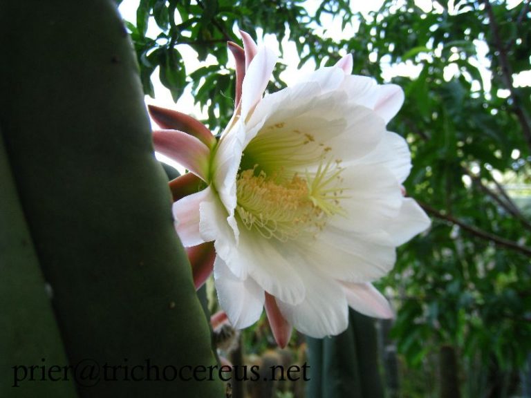 Trichocereus scopulicola / Echinopsis scopulicola Mega Page ...