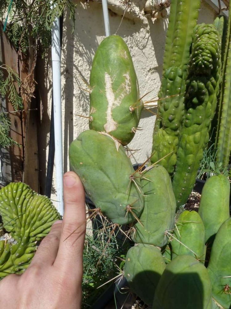 TBM – Trichocereus bridgesii Clone A + Clone B / Penis Plant aka Penis ...
