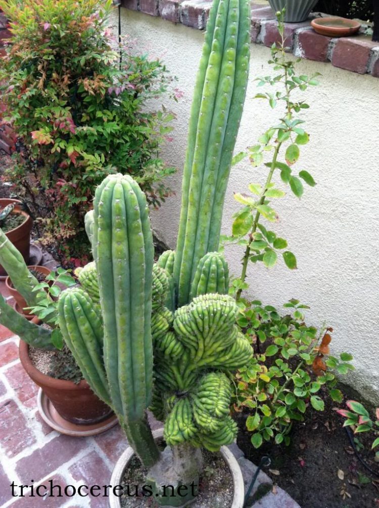 TPQC (Trichocereus peruvianus Quasi Cristata) – Trichocereus.net – Cactus Seeds & Books!