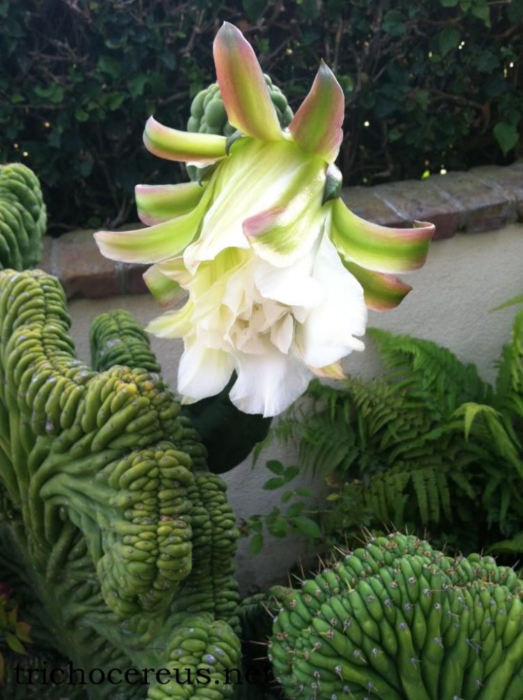 Nitrogen´s TPC (Trichocereus cristata / crest) – Trichocereus.net ...