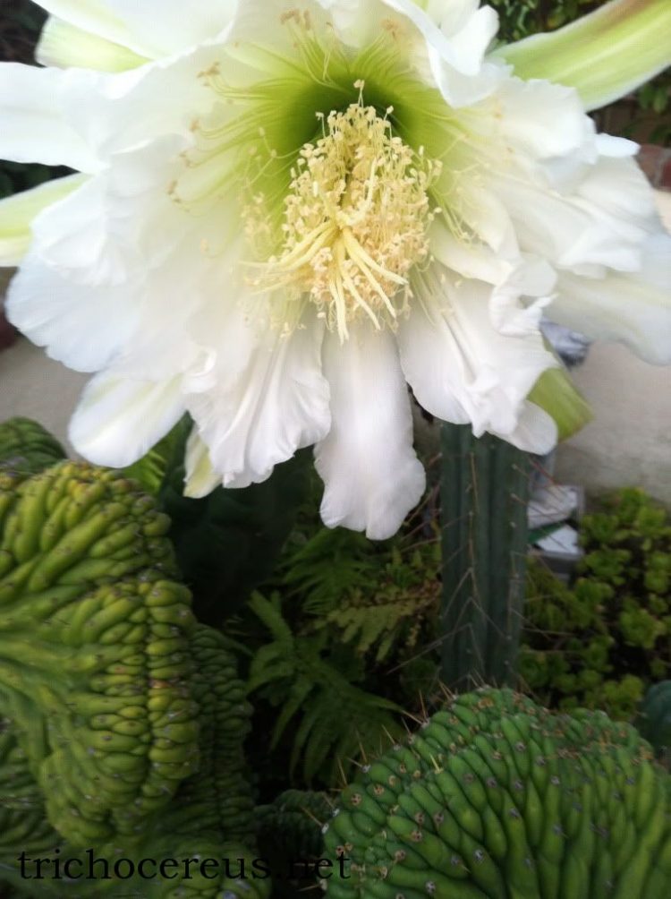 Nitrogen´s TPC (Trichocereus cristata / crest) – Trichocereus.net ...