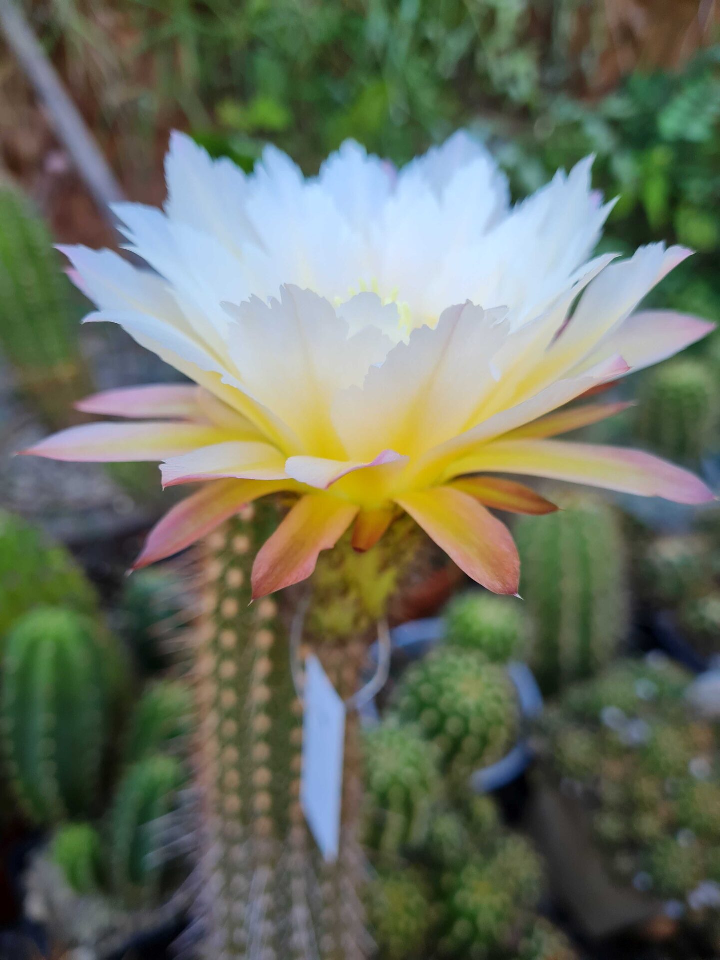 Cactus Seeds (Candicans x Soehrensia bruchii) x TS126 Esmeralda – Trichocereus.net – Cactus ...